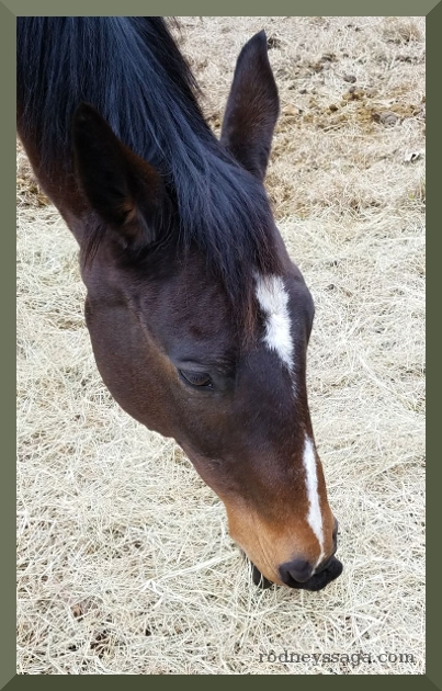 The Adventure of the Missing Hay Pile – Virtual Brush Box