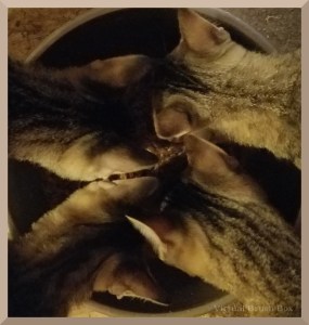 Kitten Report, The Rise of the Cattens – Virtual Brush Box