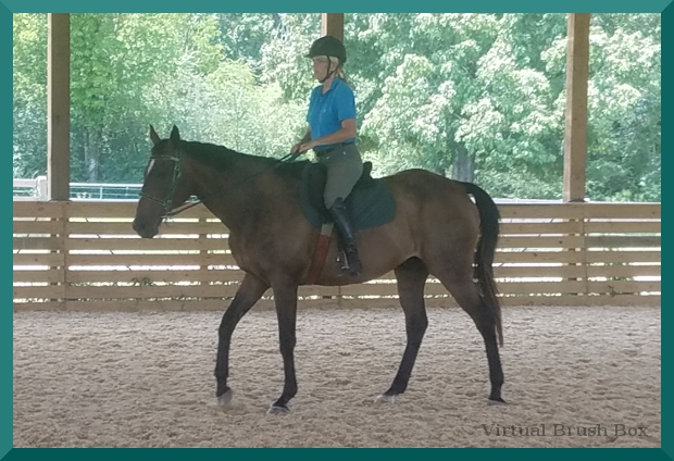 Looking Around, and Around, and Around, Rodney at Full Circle Horse ...