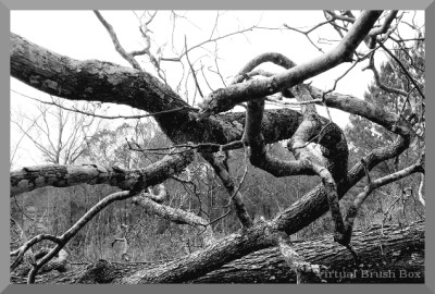Storm Damage, Tree Down In Pasture – Virtual Brush Box
