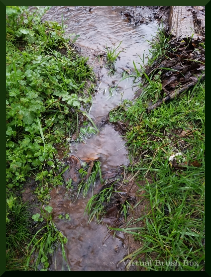 Pasture Run-Off – Virtual Brush Box
