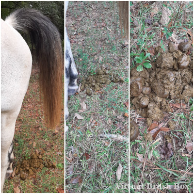 Milton’s Monday, Pardon The Poop Pix – Virtual Brush Box