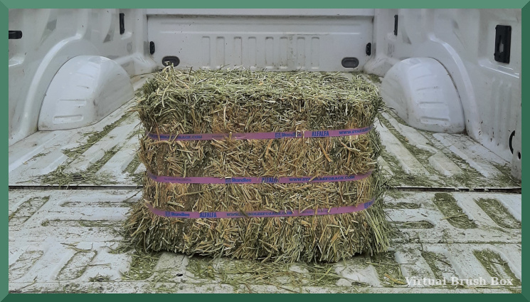 Spring Snacks – Virtual Brush Box