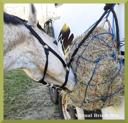 Horse Opinions on Hay Net Enrichment and Other Activities – Virtual ...