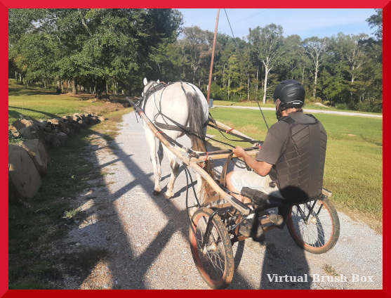Stall Rest Chronicles 6 Feb – Virtual Brush Box