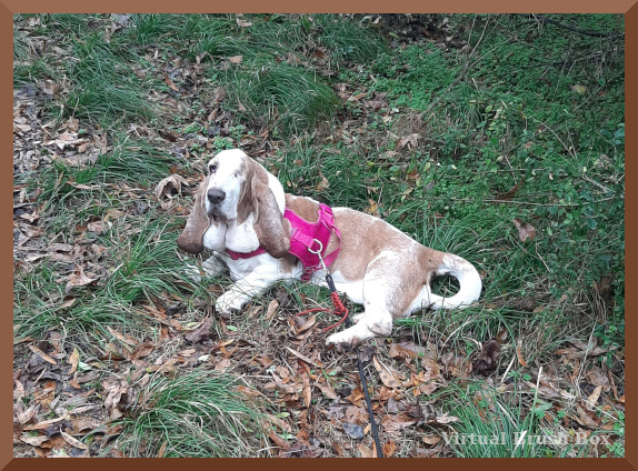 Jasmine and Rose, One Month Of The New Dogs – Virtual Brush Box