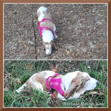 Jasmine and Rose, One Month Of The New Dogs – Virtual Brush Box