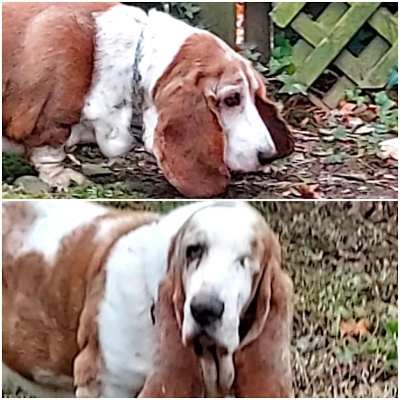 Jasmine and Rose, Meet The New Dogs – Virtual Brush Box