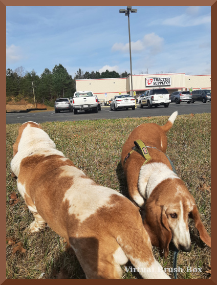 Jasmine and Rose, One Month Of The New Dogs – Virtual Brush Box