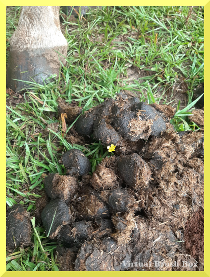 Scenic Poop – Virtual Brush Box