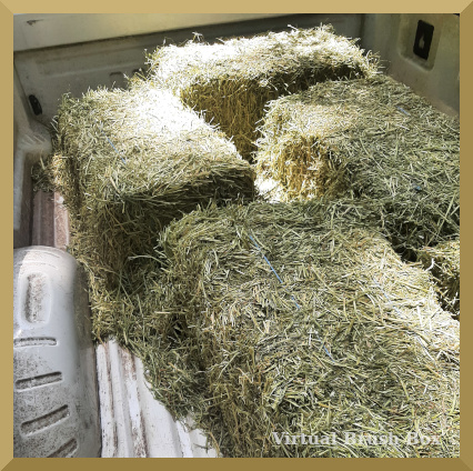 Hay Buffet – Virtual Brush Box