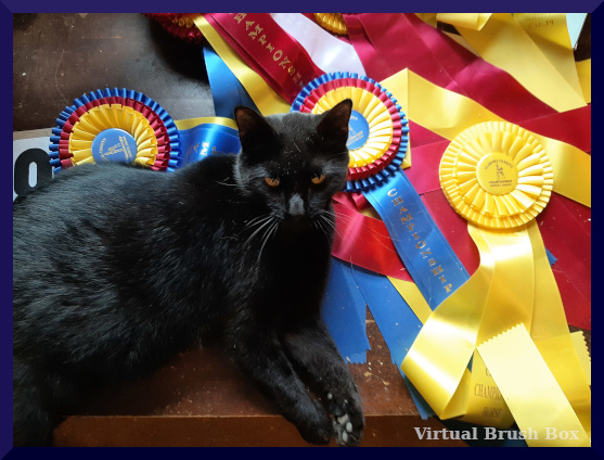 Cat Pause, SSF – Virtual Brush Box