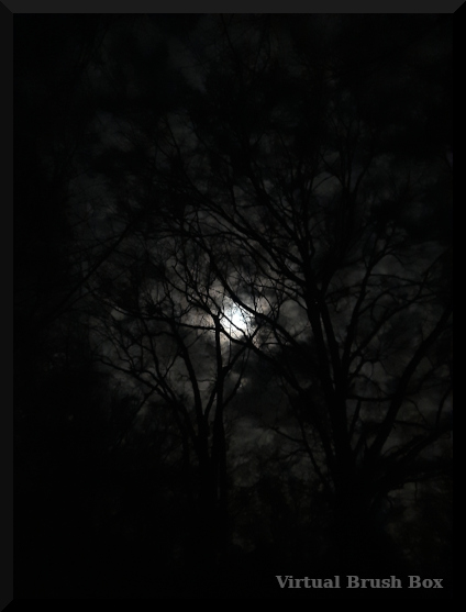 Weird Photo Moment, Dramatic Trees – Virtual Brush Box