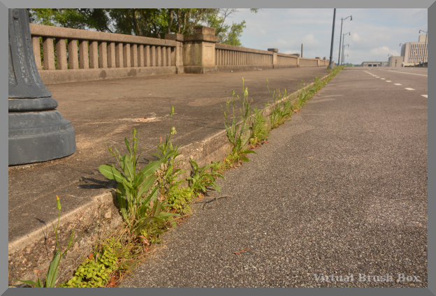 Road Closed, Photography – Virtual Brush Box