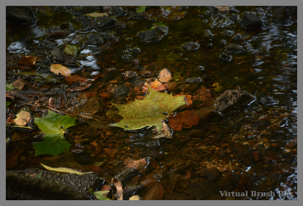Leaf, Photography – Virtual Brush Box