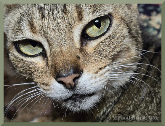 Eyes on the Cat Pause – Virtual Brush Box