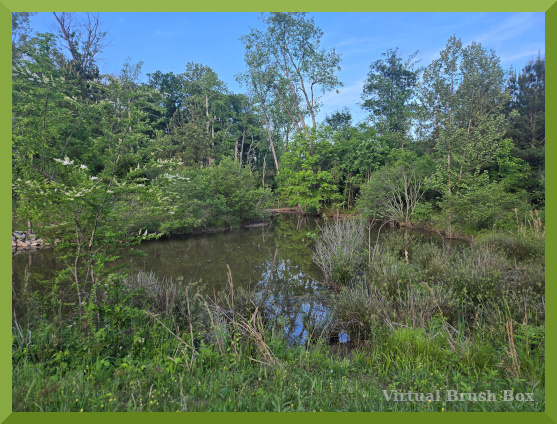 Creek In Spring, Photography – Virtual Brush Box