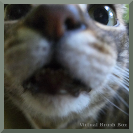 Boop The Snoot, Cat Photography – Virtual Brush Box